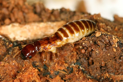 Con mối đất là gì? Cách phân biệt mối đất và mối gỗ - Cty Anh Thư